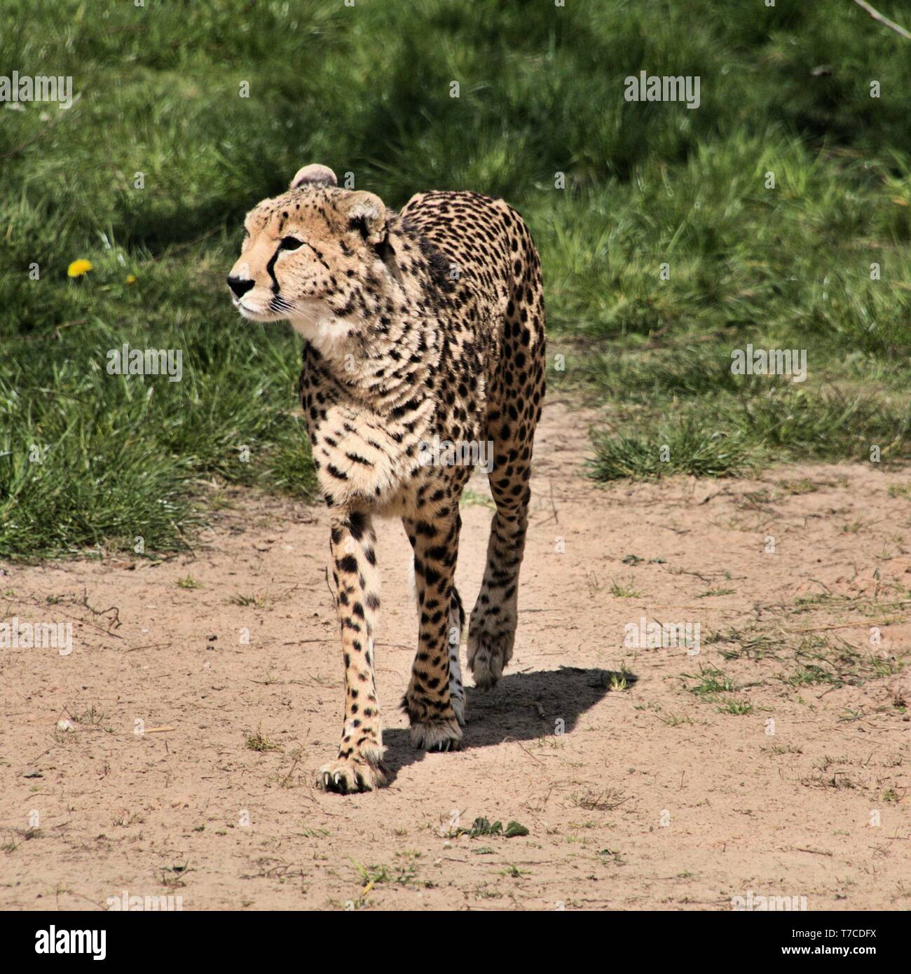 A picture of a Cheetah Stock Photo - Alamy