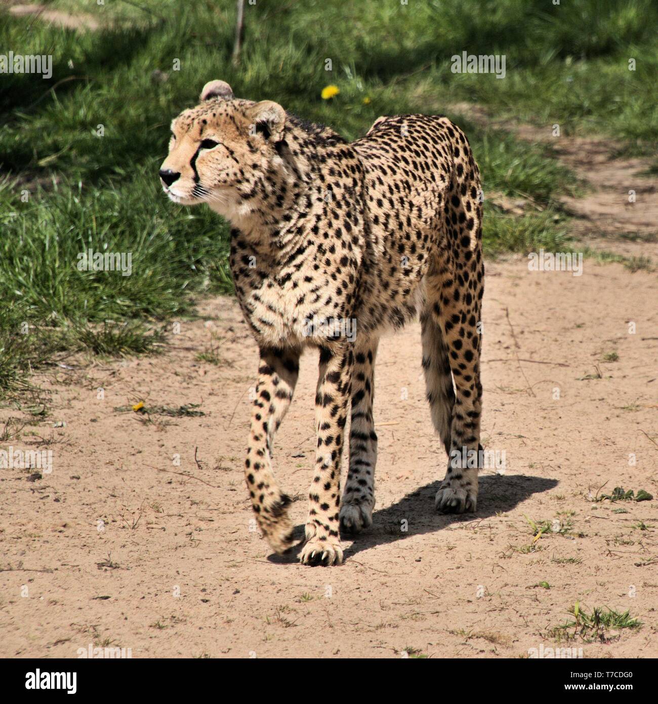 A picture of a Cheetah Stock Photo - Alamy