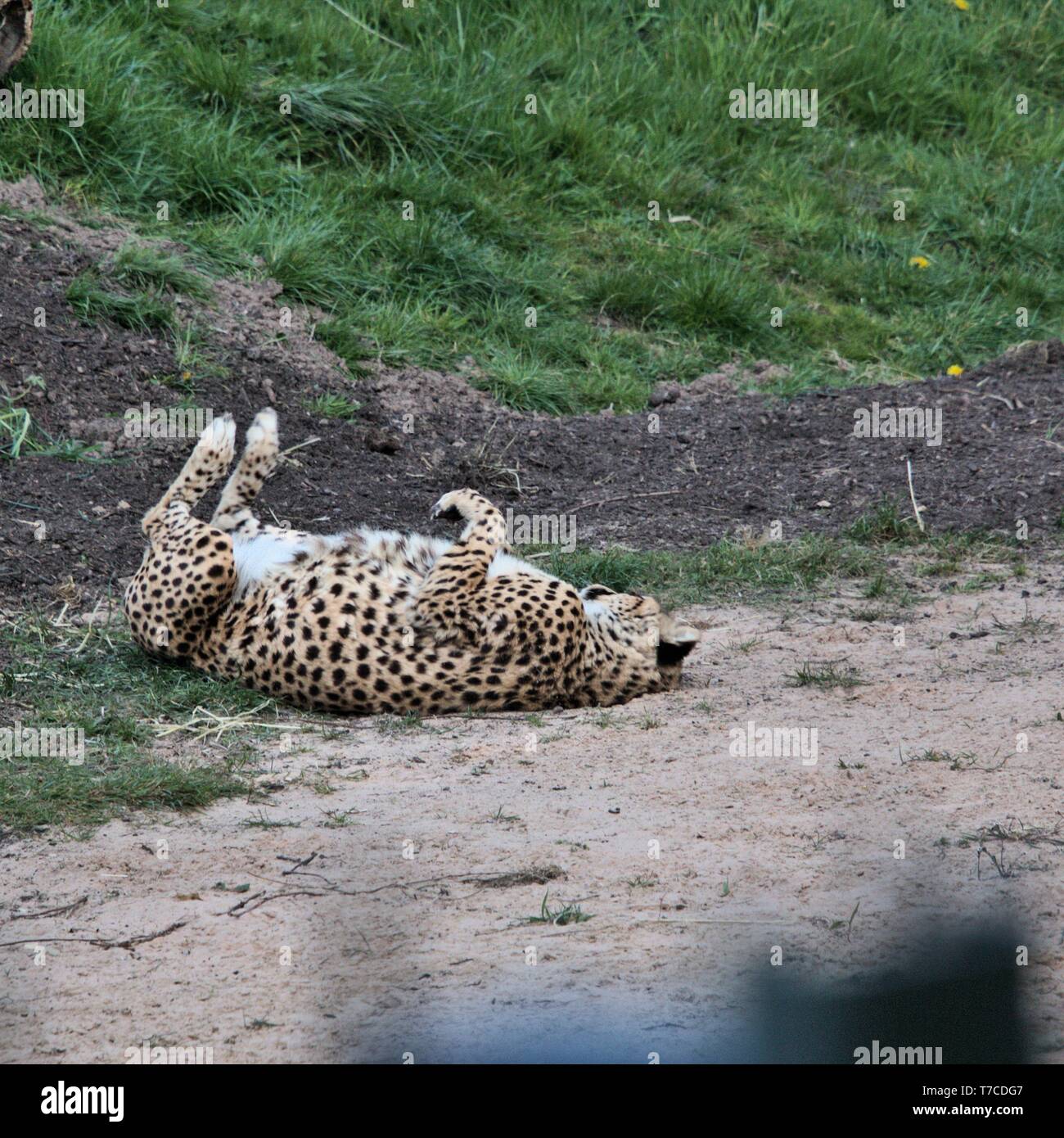 A picture of a Cheetah lying down Stock Photo - Alamy