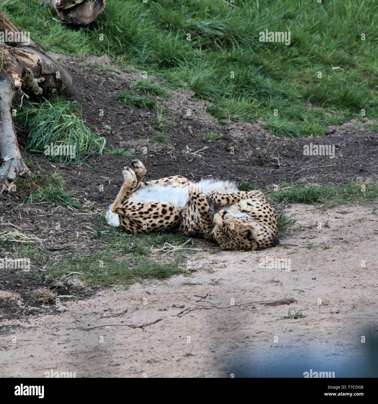 A picture of a Cheetah lying down Stock Photo - Alamy