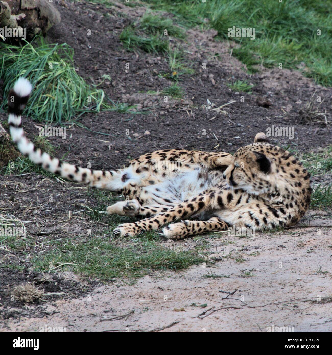 A picture of a Cheetah lying down Stock Photo - Alamy