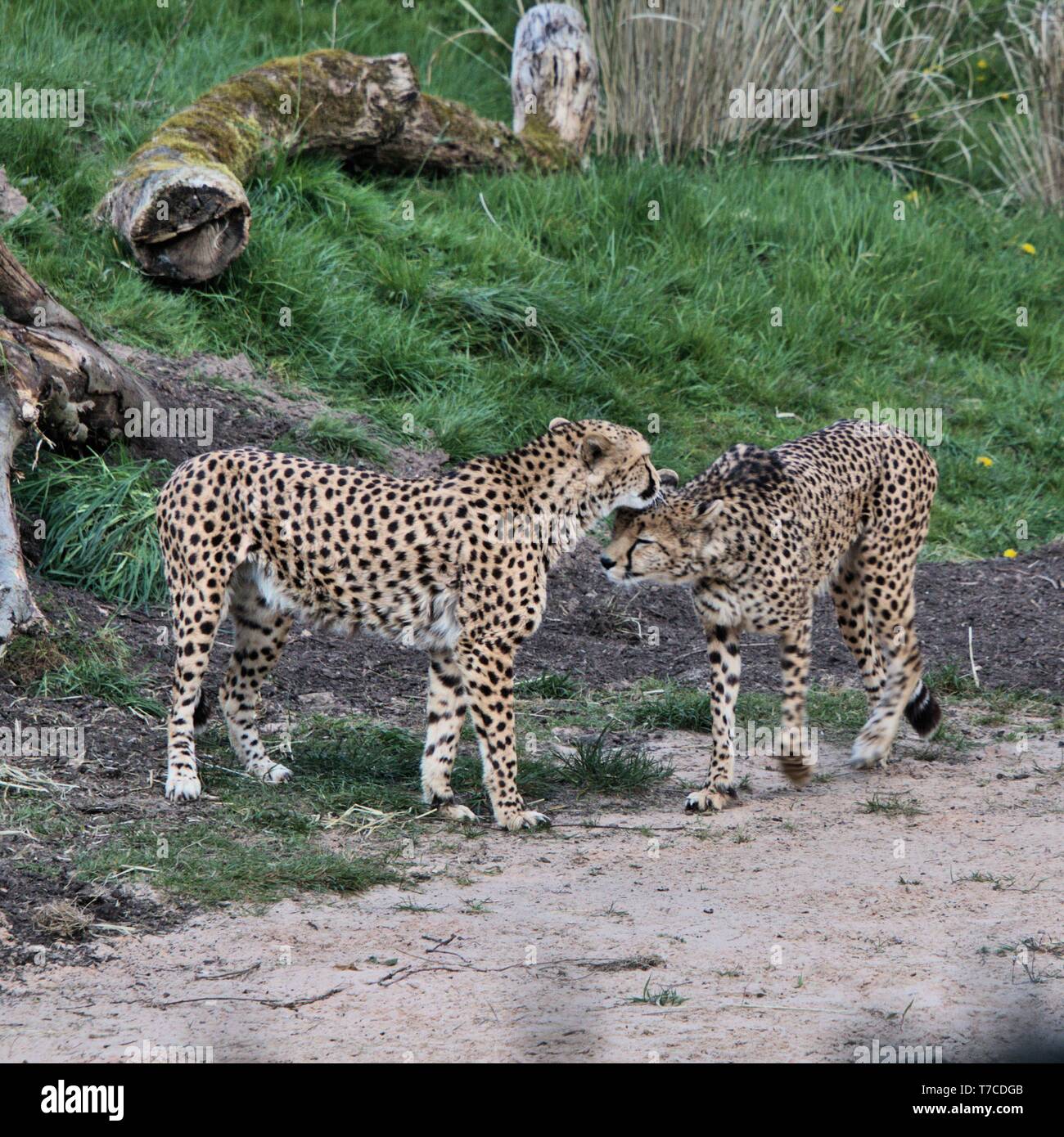 A picture of 2 Cheetah's Stock Photo - Alamy