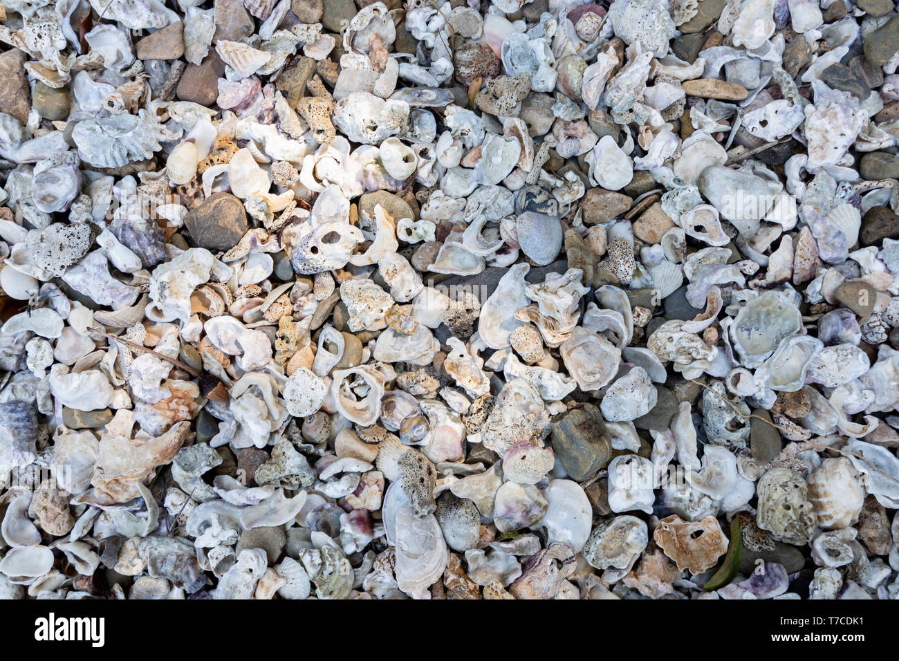 Seashe hi-res stock photography and images - Alamy