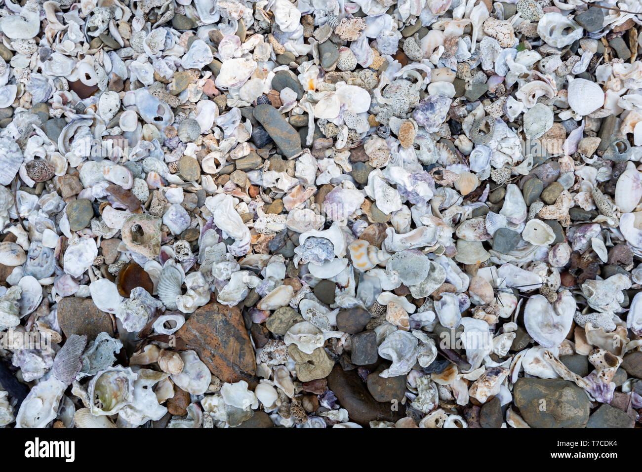 Seashell shells along the seashore Stock Photo - Alamy