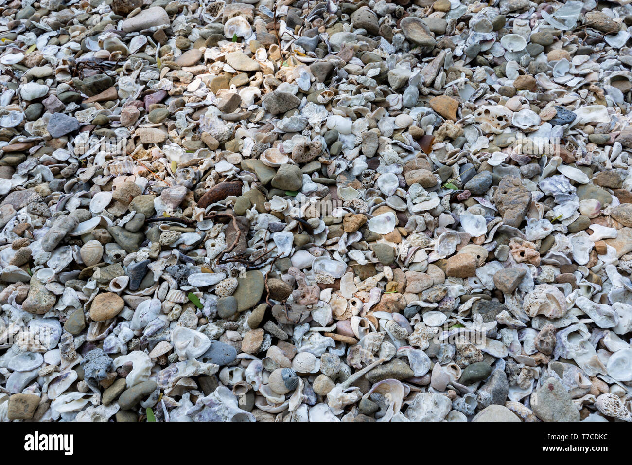 Seashell shells along the seashore Stock Photo - Alamy