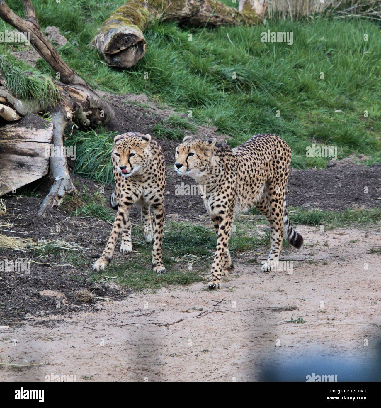 A picture of 2 Cheetah's Stock Photo - Alamy