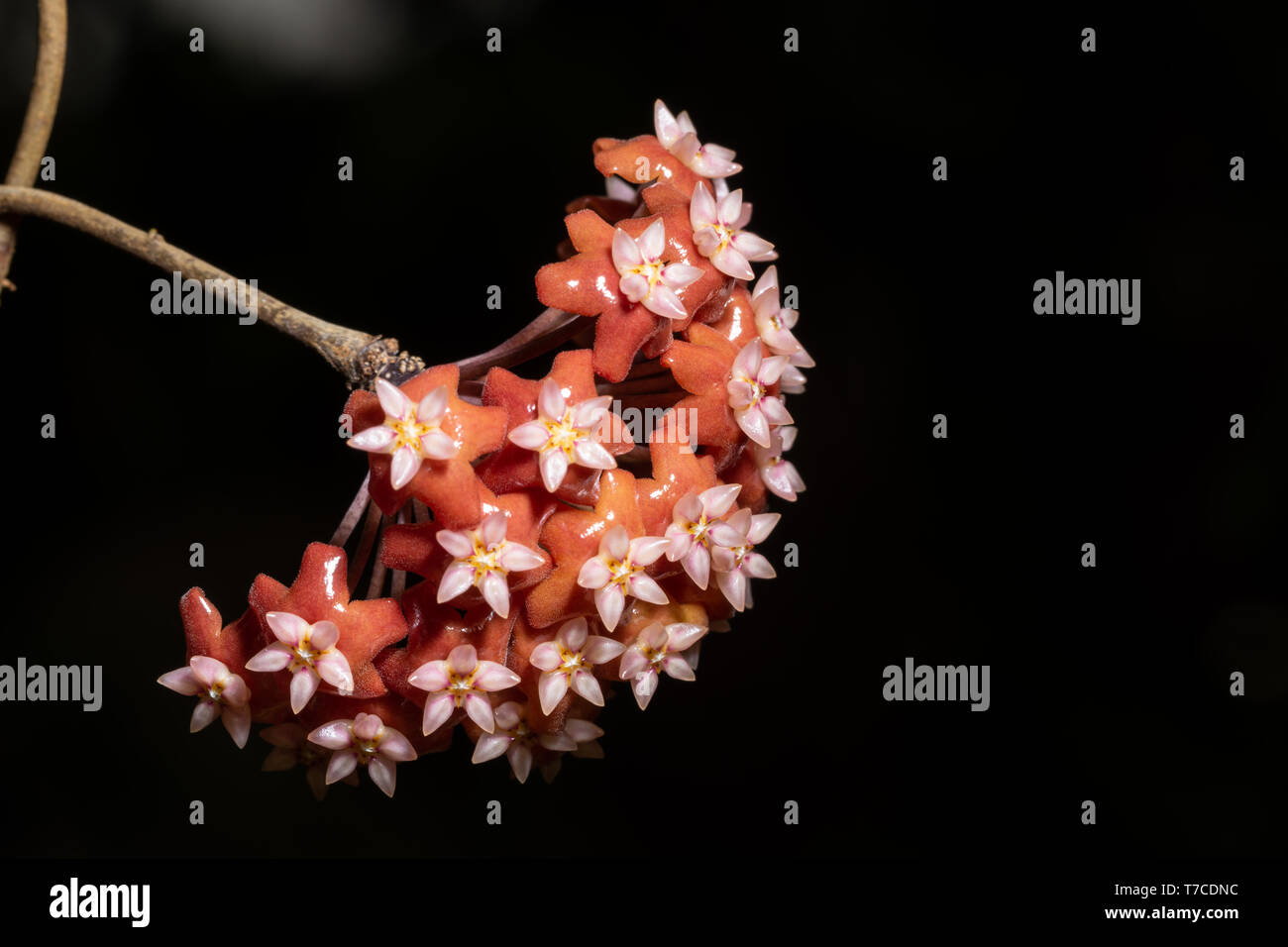 Red hoya flower Stock Photo - Alamy