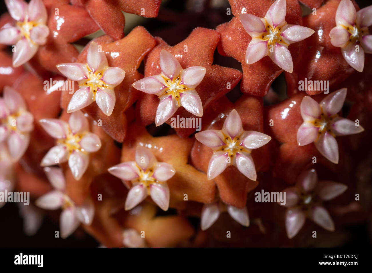 Red hoya flower Stock Photo - Alamy