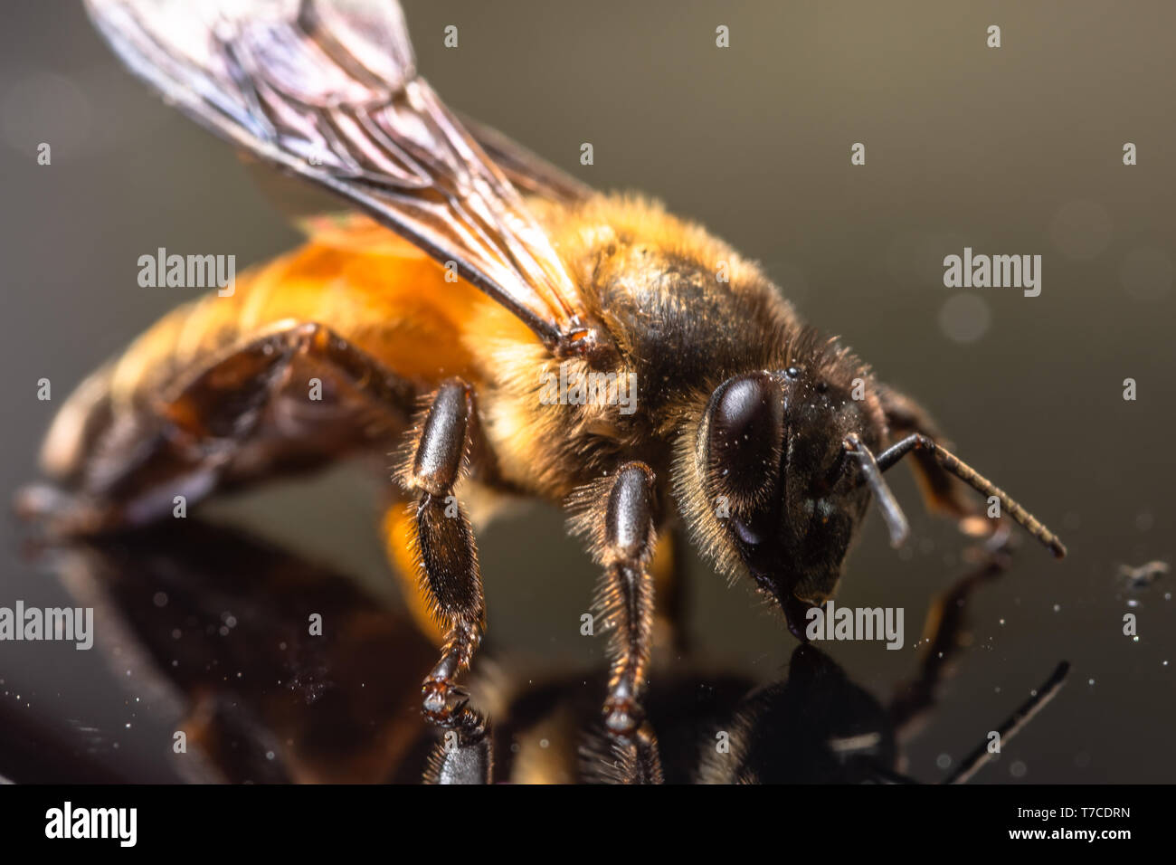 Macro bee black background Stock Photo - Alamy