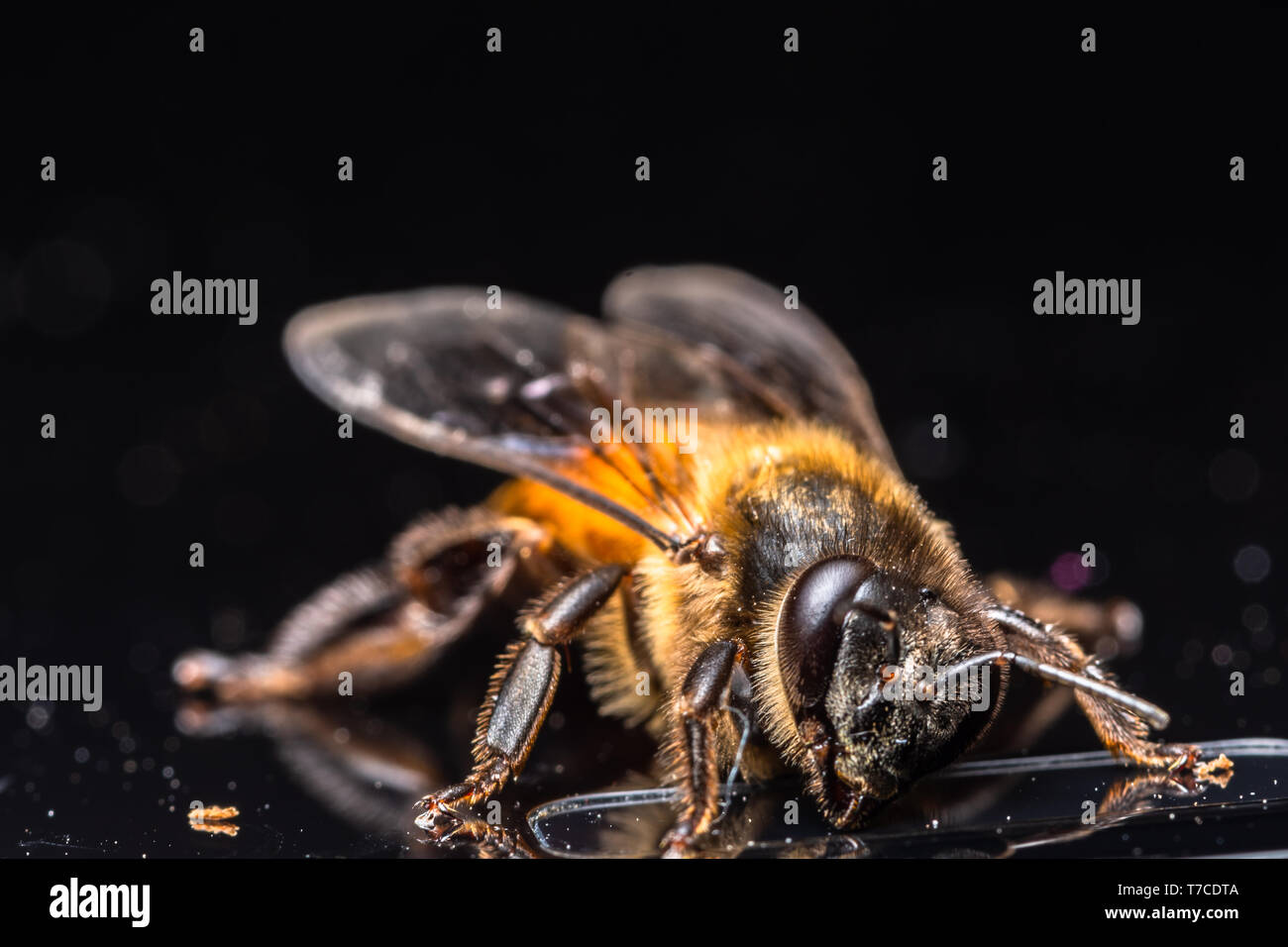 Macro bee black background Stock Photo - Alamy