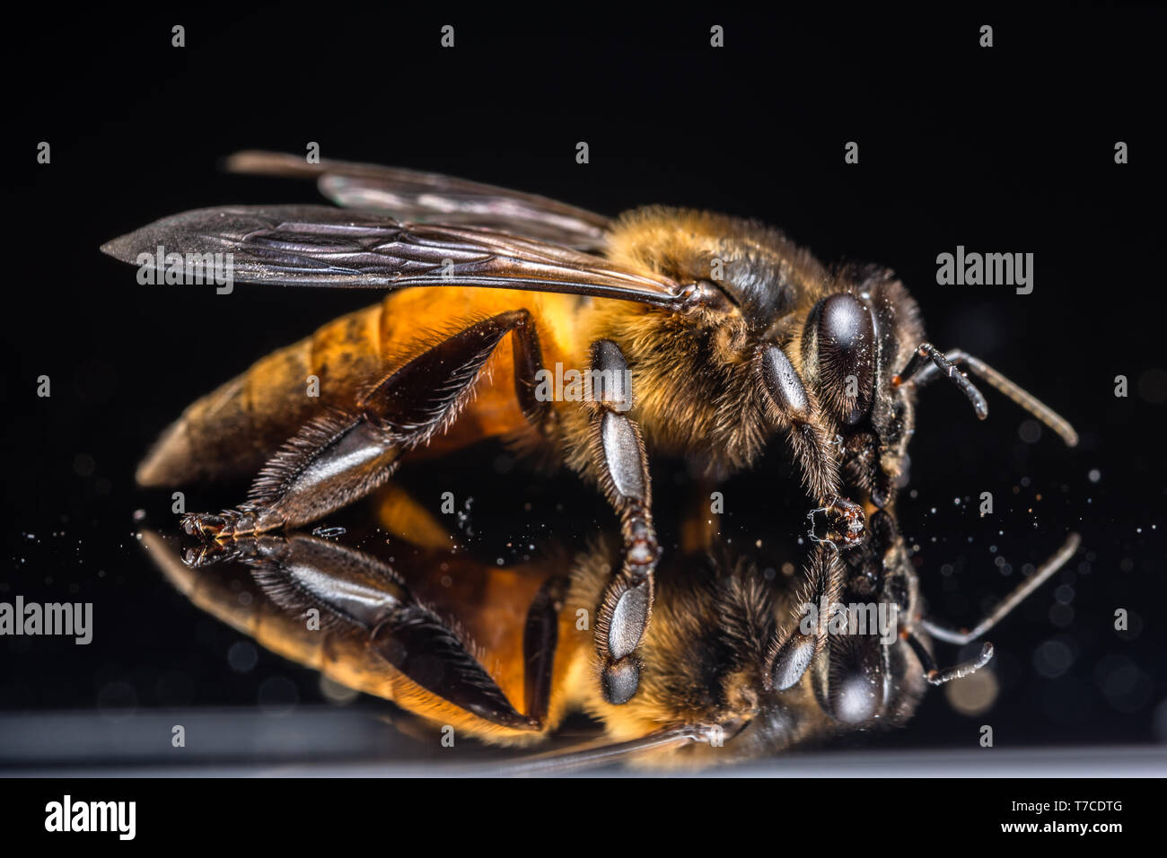 Macro bee black background Stock Photo - Alamy