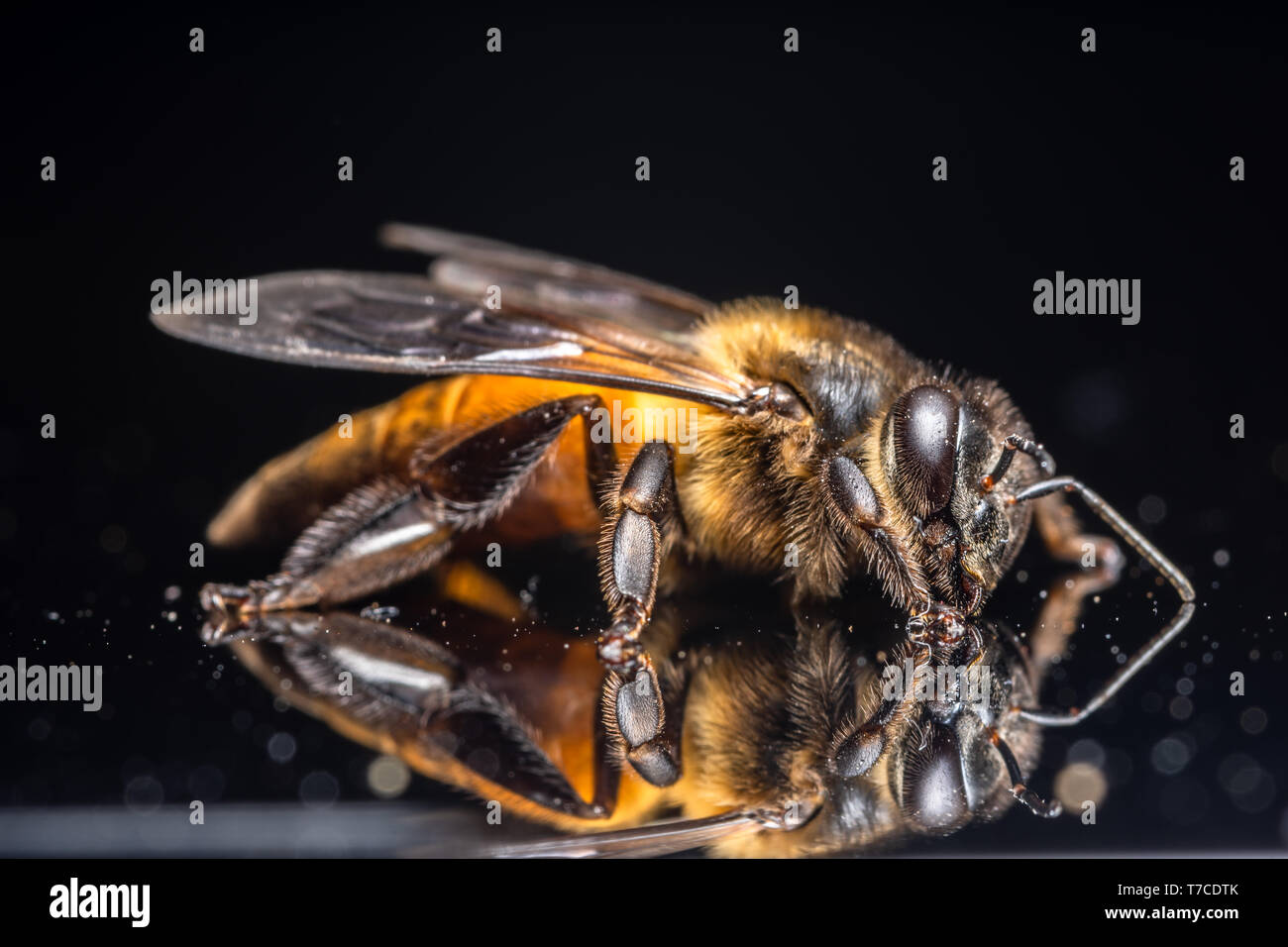 Macro bee black background Stock Photo - Alamy