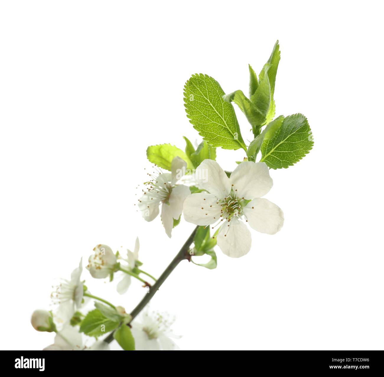 Branch with beautiful blossoming flowers on white background Stock ...
