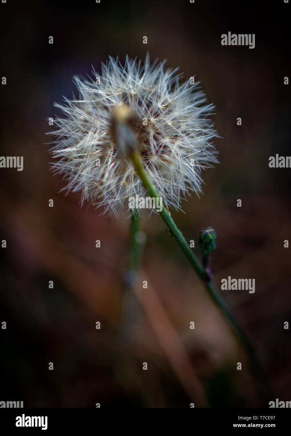 Golden dandelion hi-res stock photography and images - Alamy
