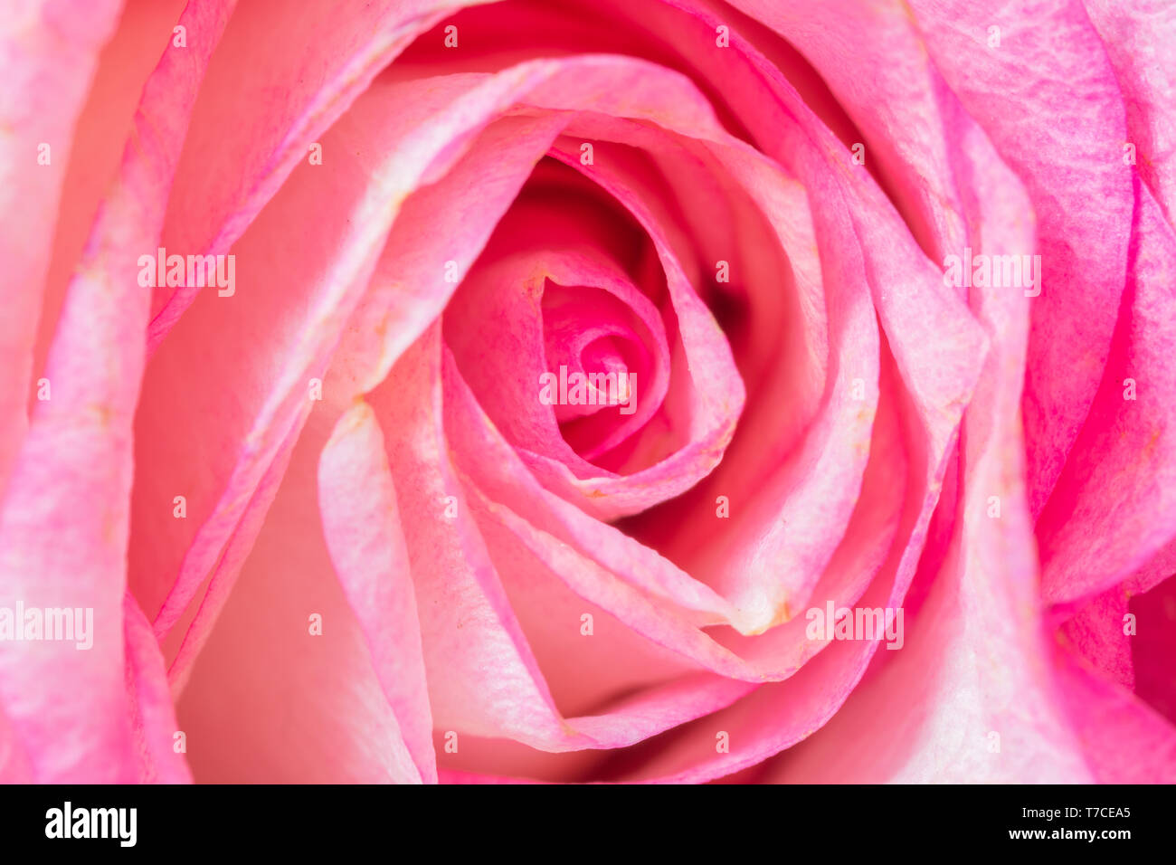 Macro flower background pink rose Stock Photo - Alamy