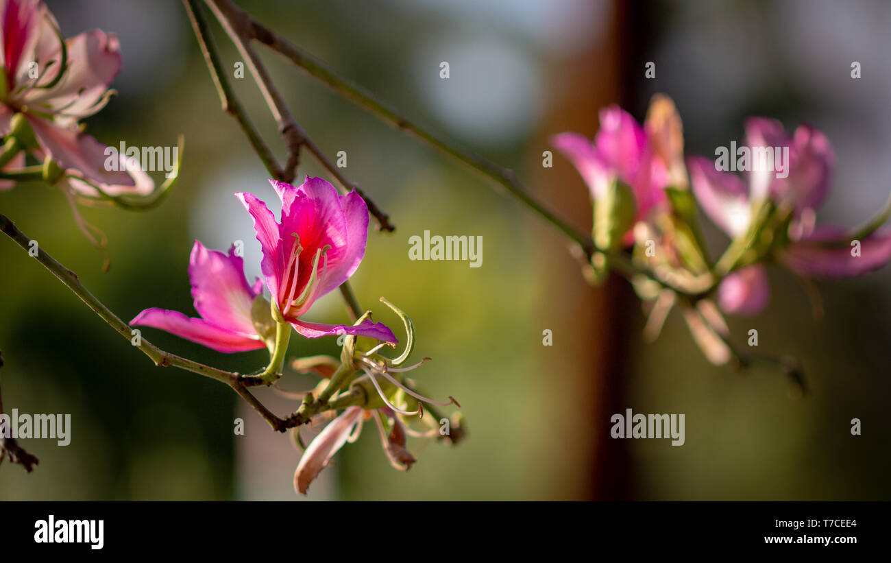 Orchid Tree Trees High Resolution Stock Photography and Images - Alamy