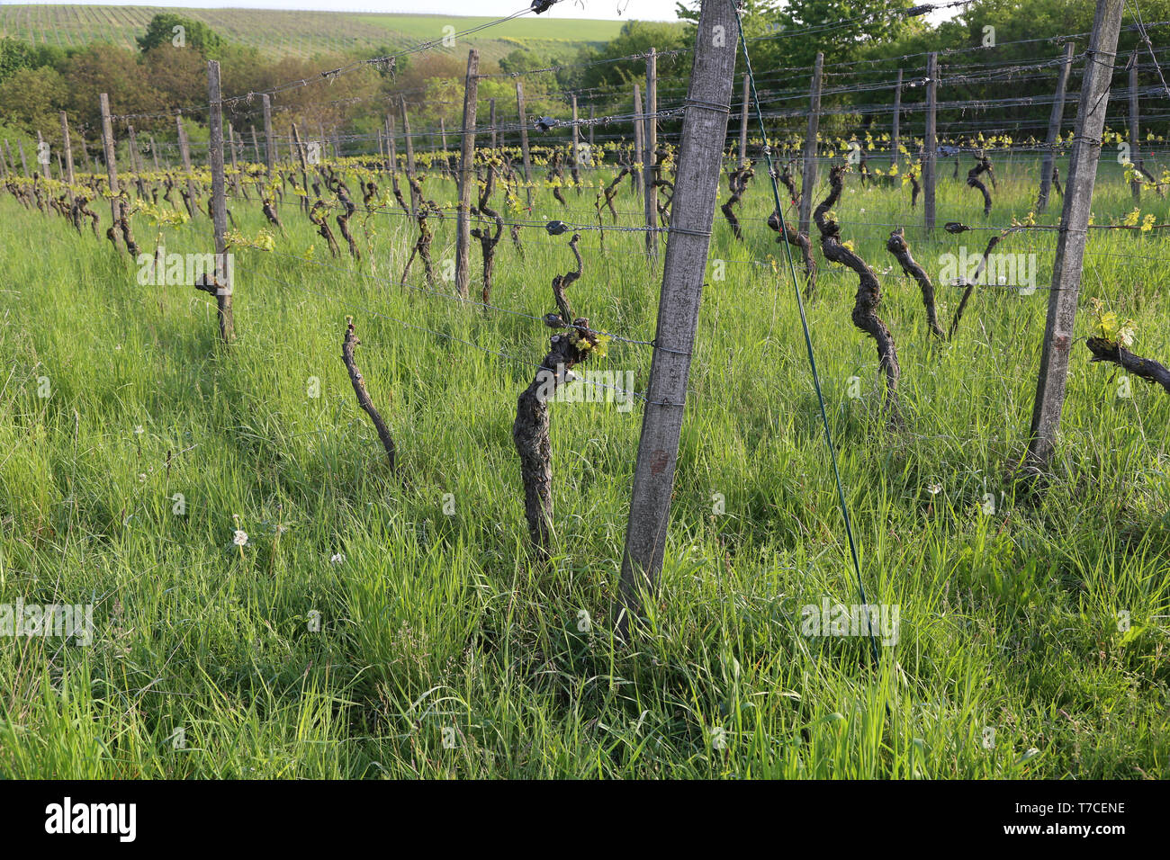 Green Grapes Vines in Vineyard during Spring Stock Photo - Alamy