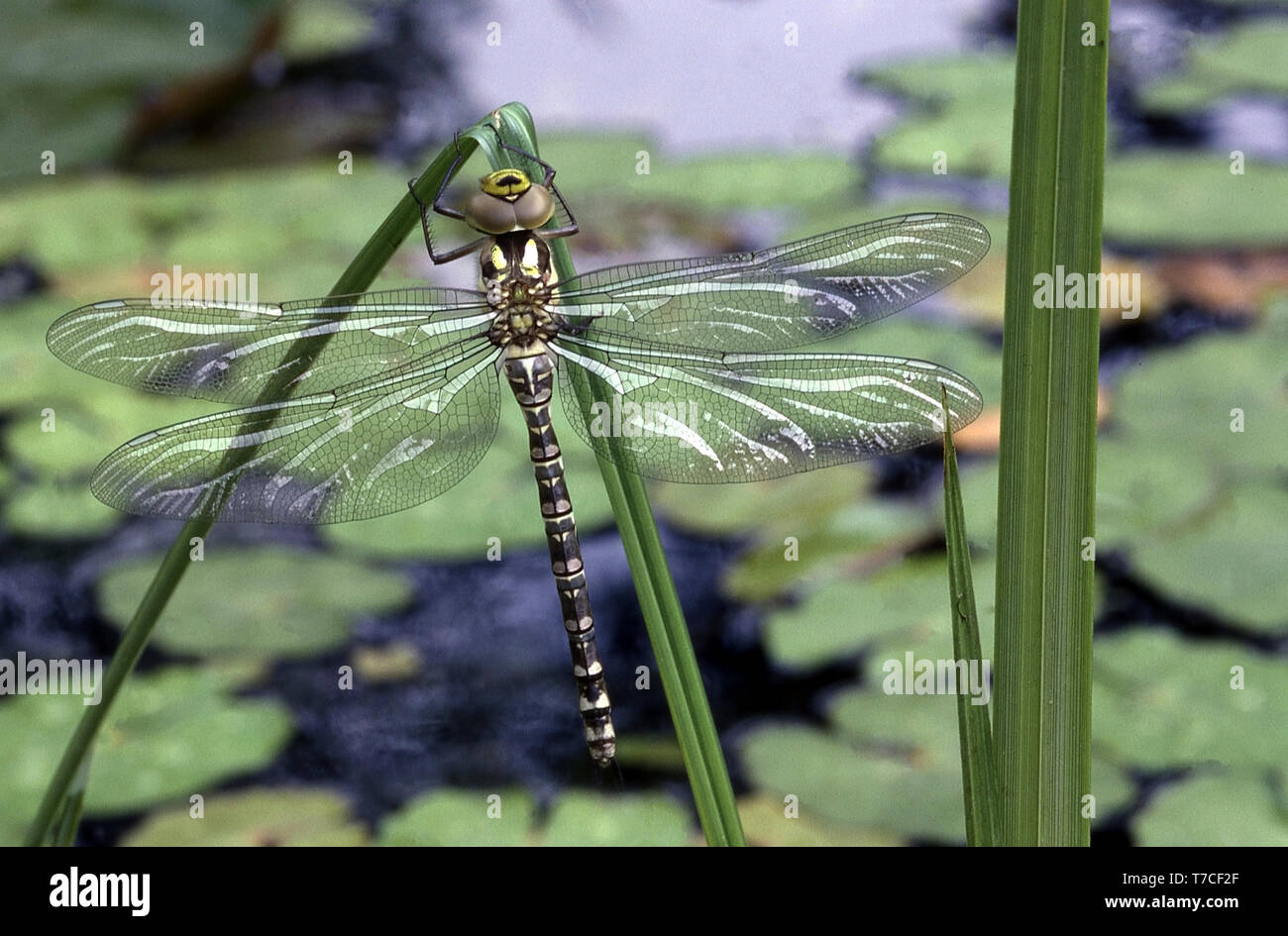 Aeshna cyanea larvae hi-res stock photography and images - Alamy