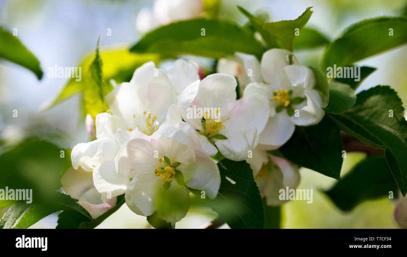 Flowers of apple tree. blooming apple tree. Backdrop with copy space ...