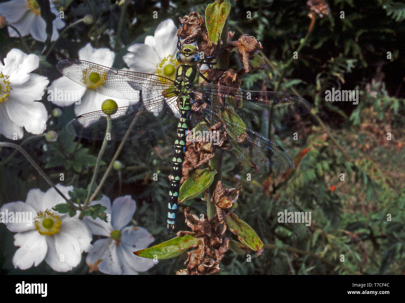 Odonata anisoptera larvae hi-res stock photography and images - Alamy