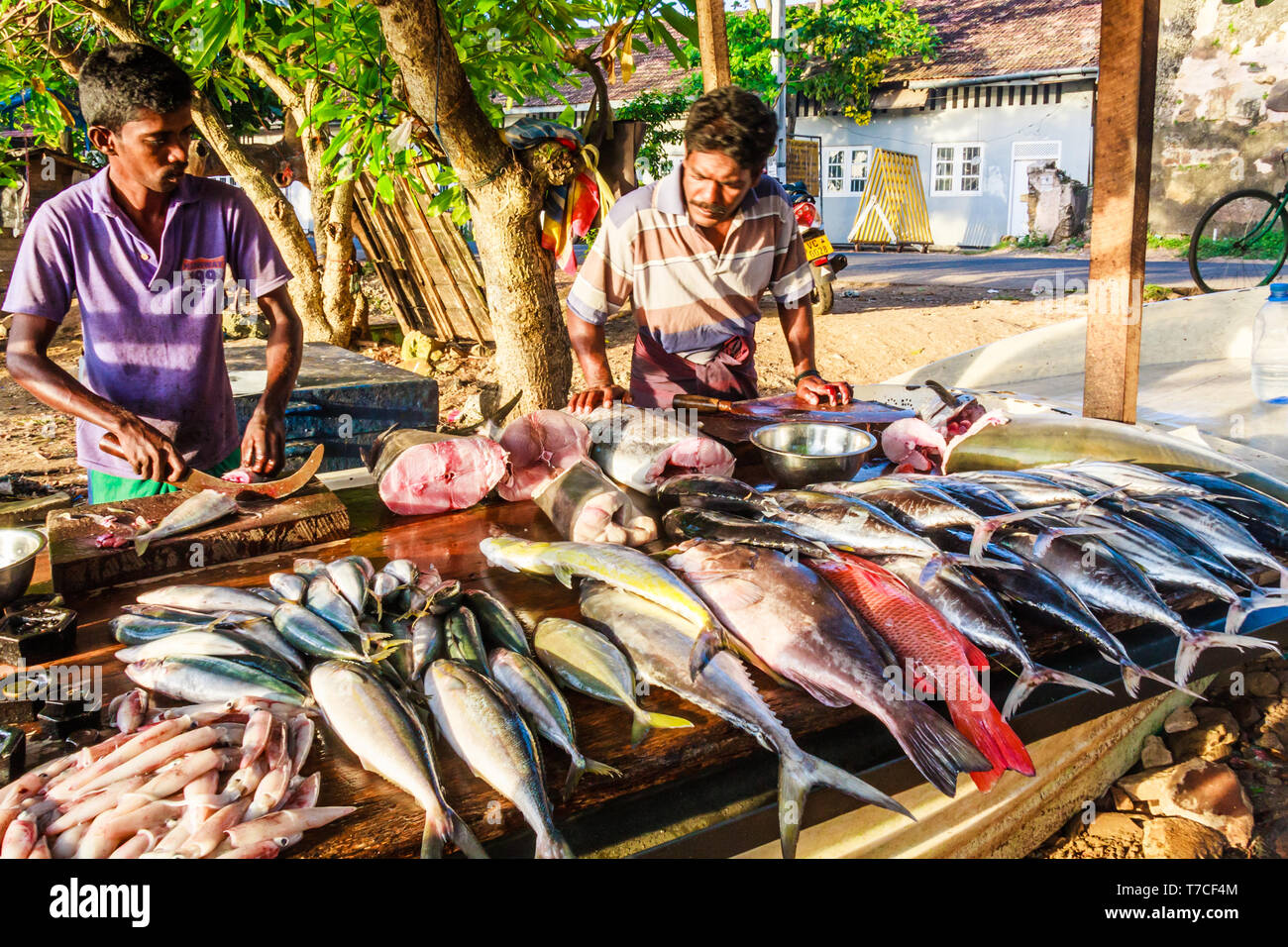 Galle sri lanka fish market hi-res stock photography and images - Alamy