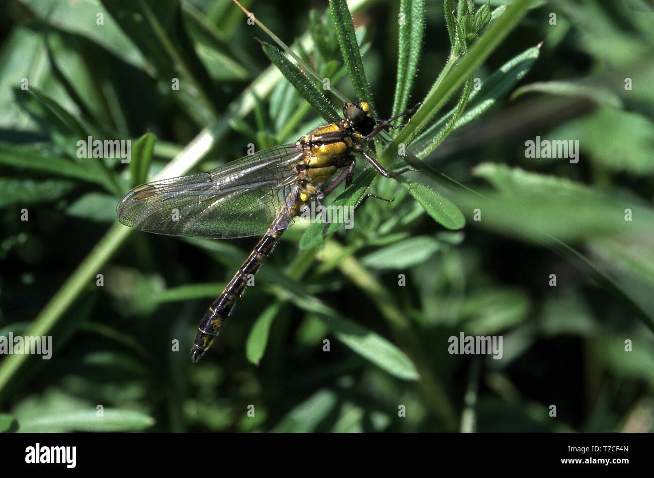 Club tailed dagonfly hi-res stock photography and images - Alamy
