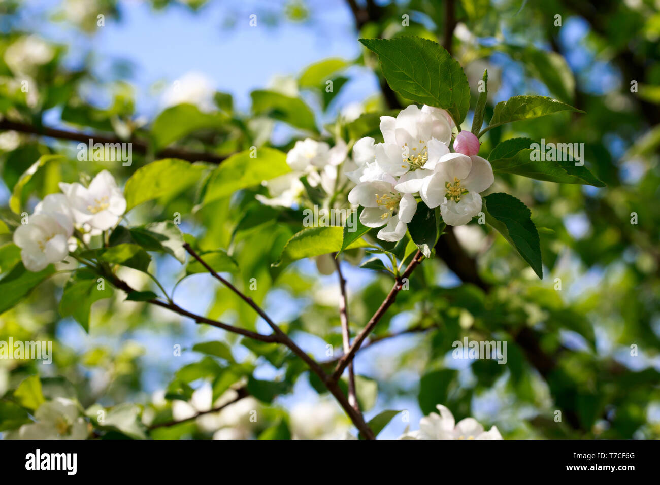 Flowers of apple tree. blooming apple tree. Backdrop with copy space ...