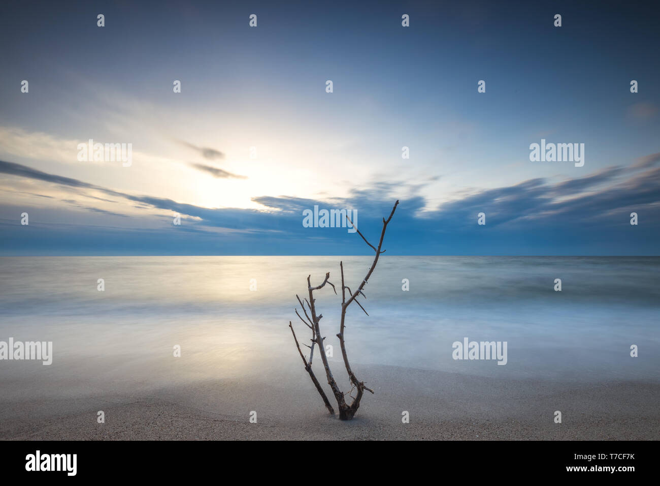 Lonely tree on empty beach Stock Photo - Alamy