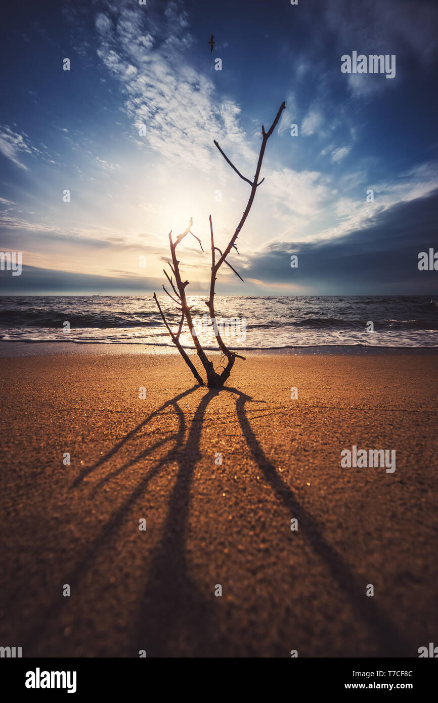 Tree on empty beach hi-res stock photography and images - Alamy