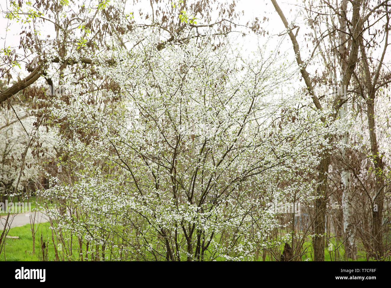 Beautiful blooming tree in park Stock Photo - Alamy