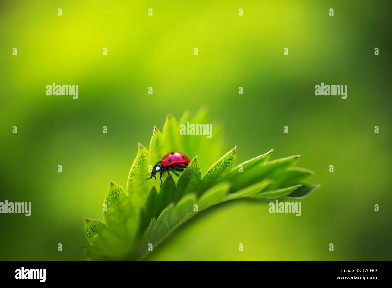 Ladybug insect hi-res stock photography and images - Alamy