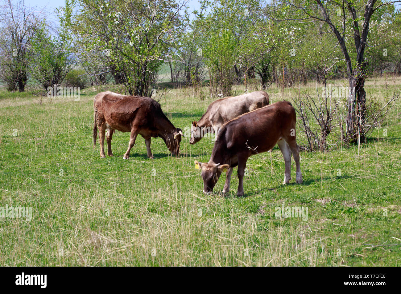 Cows grazing in the meadow. Green grass sky and trees. Farm work ...
