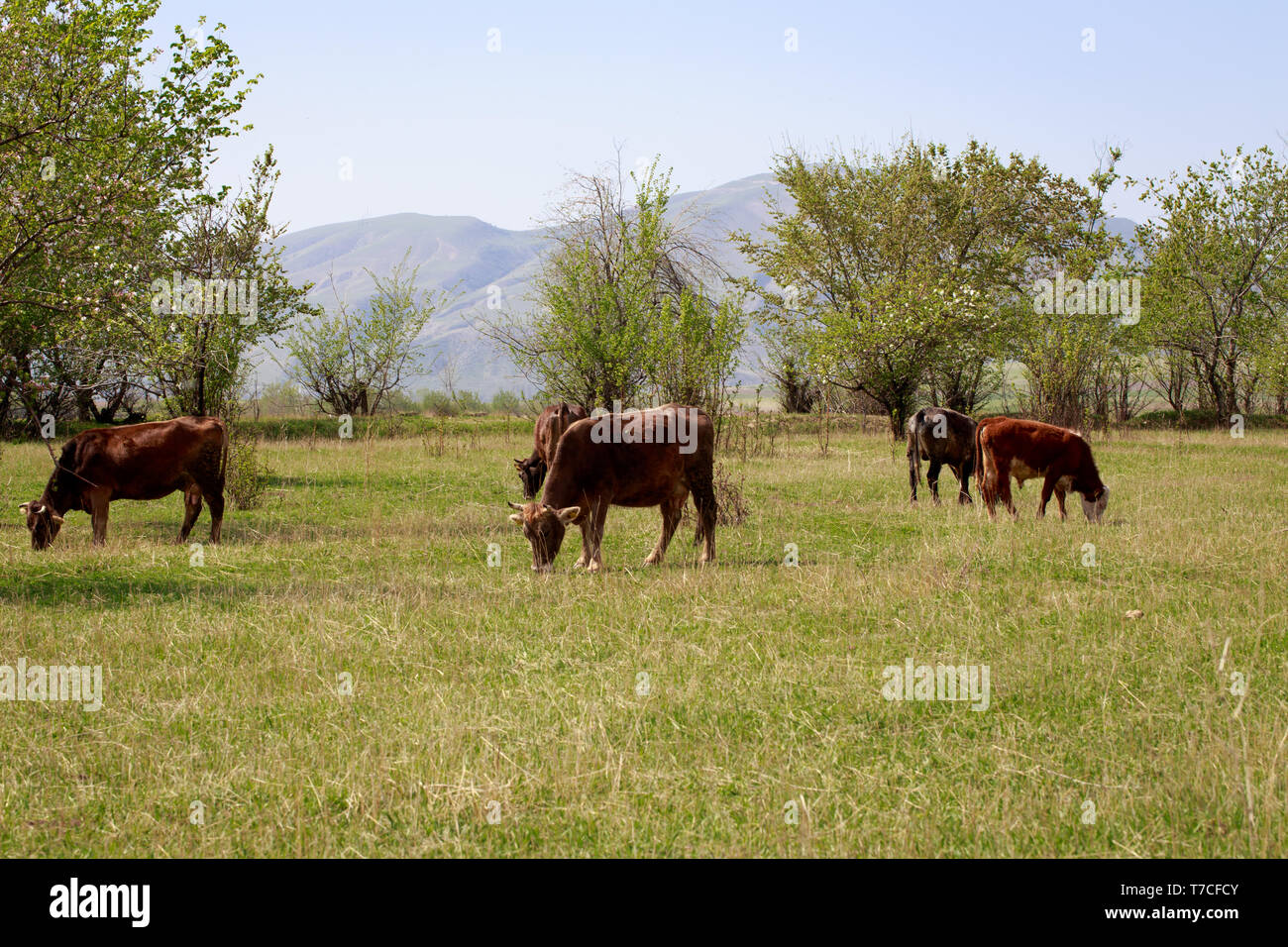 Cows grazing in the meadow. Green grass sky and trees. Farm work ...