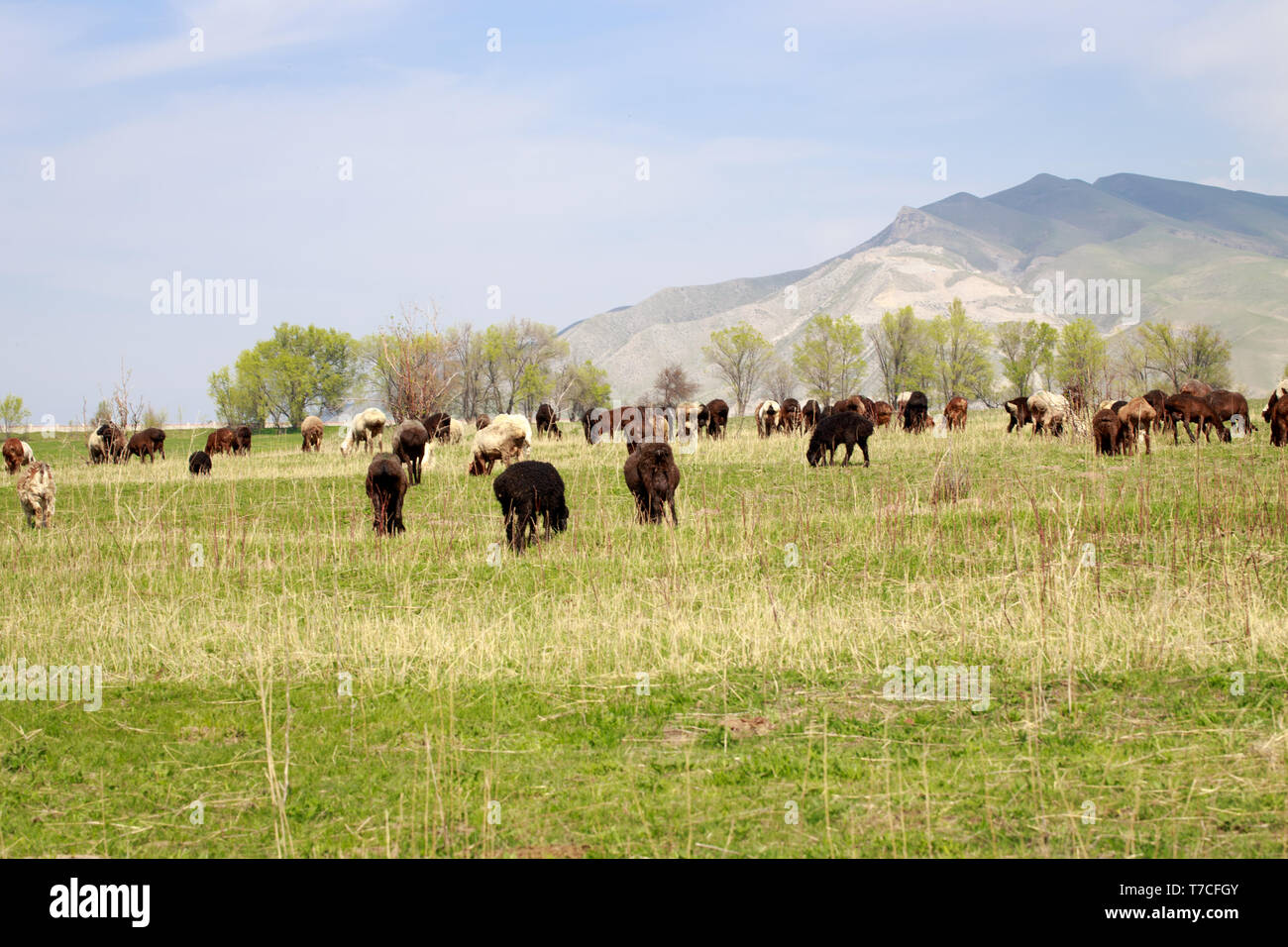 Cows grazing in the meadow. Green grass sky and trees. Farm work ...