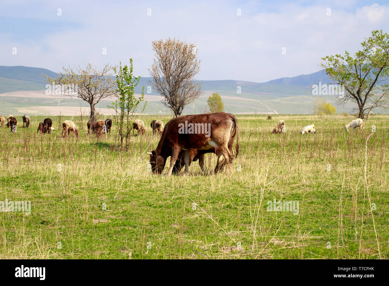 Cows grazing in the meadow. Green grass sky and trees. Farm work ...