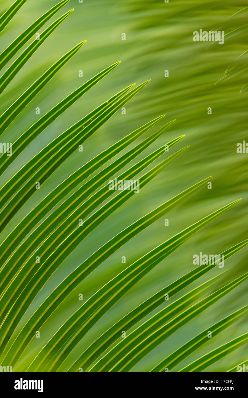 Beautiful texture of close-up Cycad leaves using for background Stock ...