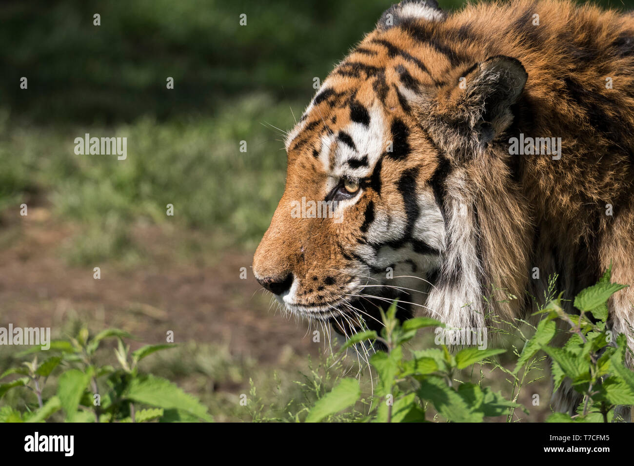 tiger resting in a zoo in italy Stock Photo - Alamy