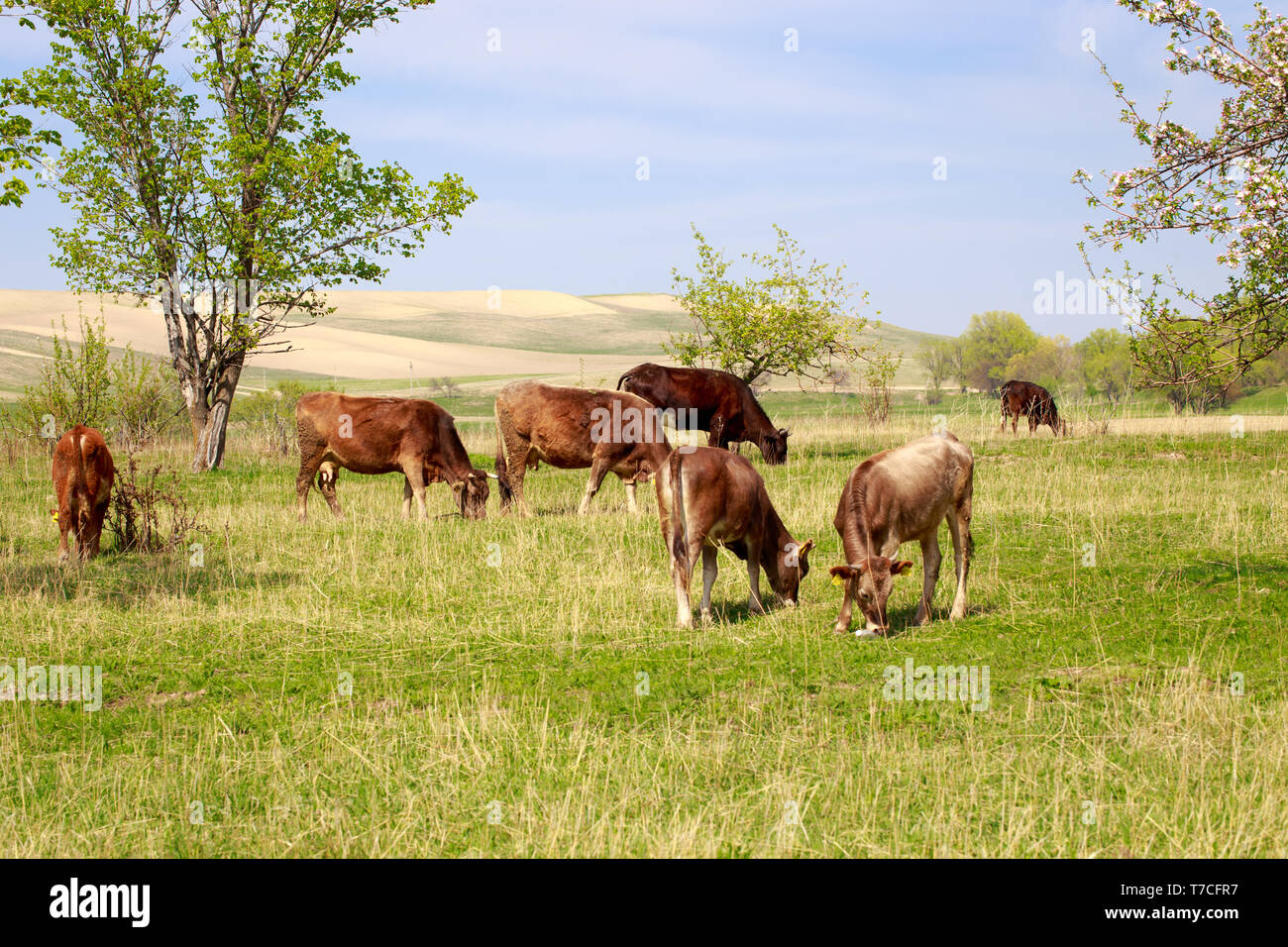Cows grazing in the meadow. Green grass sky and trees. Farm work ...