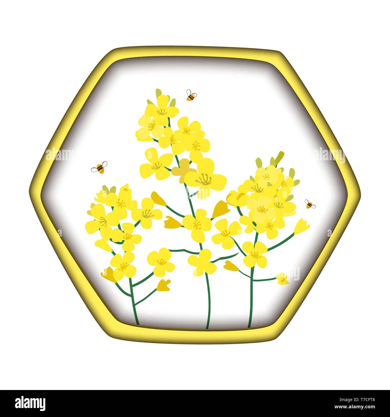 Rape Honey Concept. Brassica napus, rapeseed, colza, oil seed, canola ...