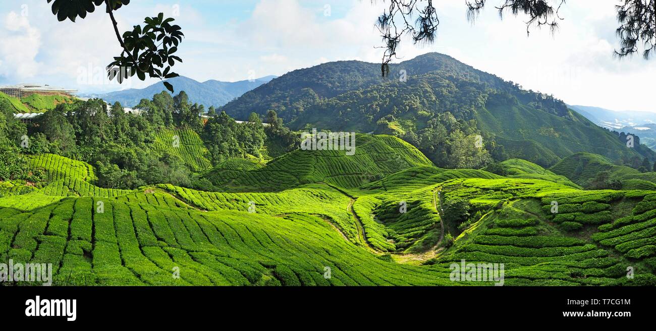 Panorama of the tea plantation in the Cameron Highlands in Malaysia ...