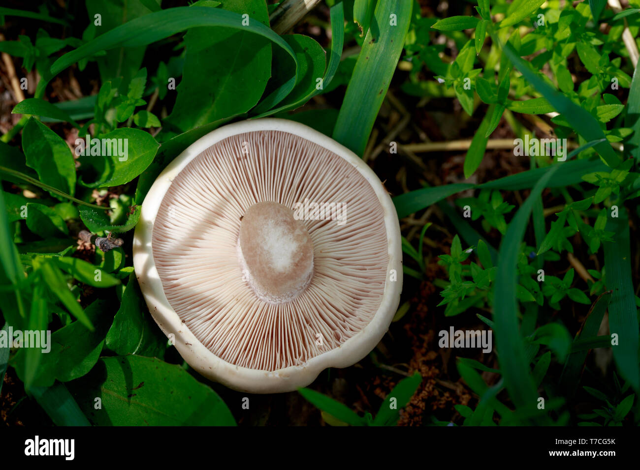 The reverse side of the white fungus. mushroom picking time Stock Photo ...