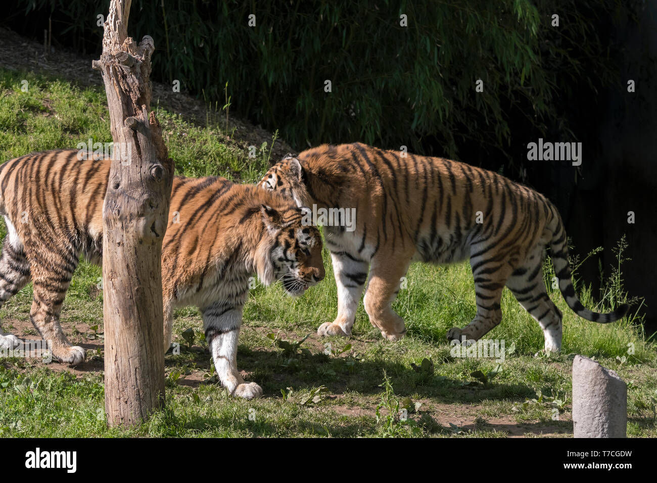 tiger resting in a zoo in italy Stock Photo - Alamy