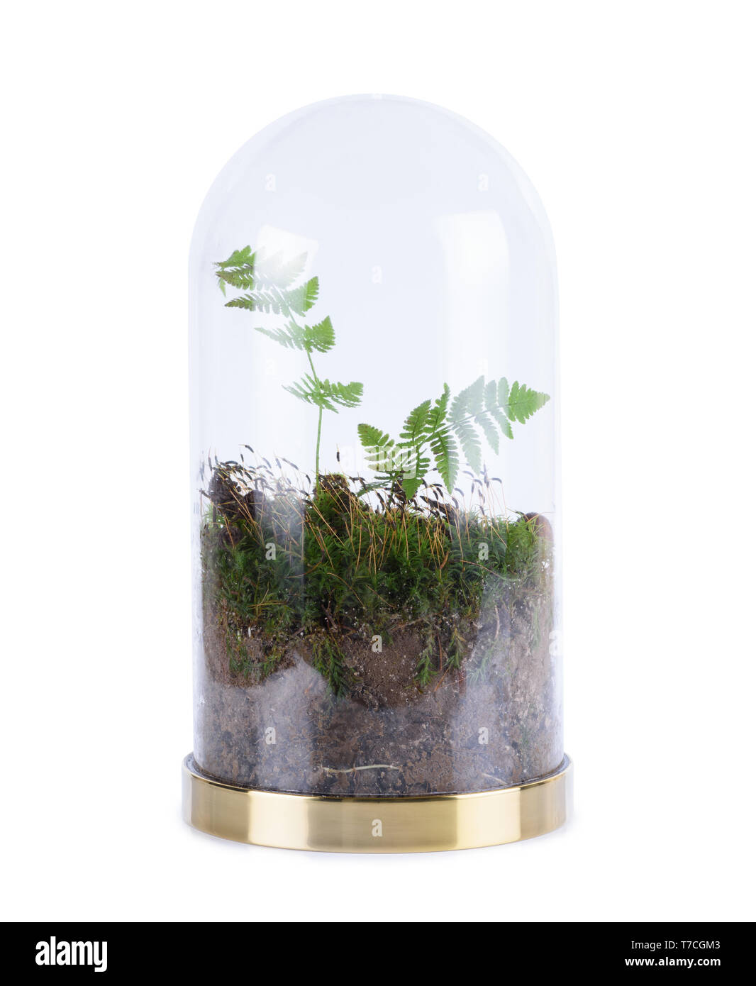 Closed sealed self sustainable ecosystem in a trasparent glass flask ...