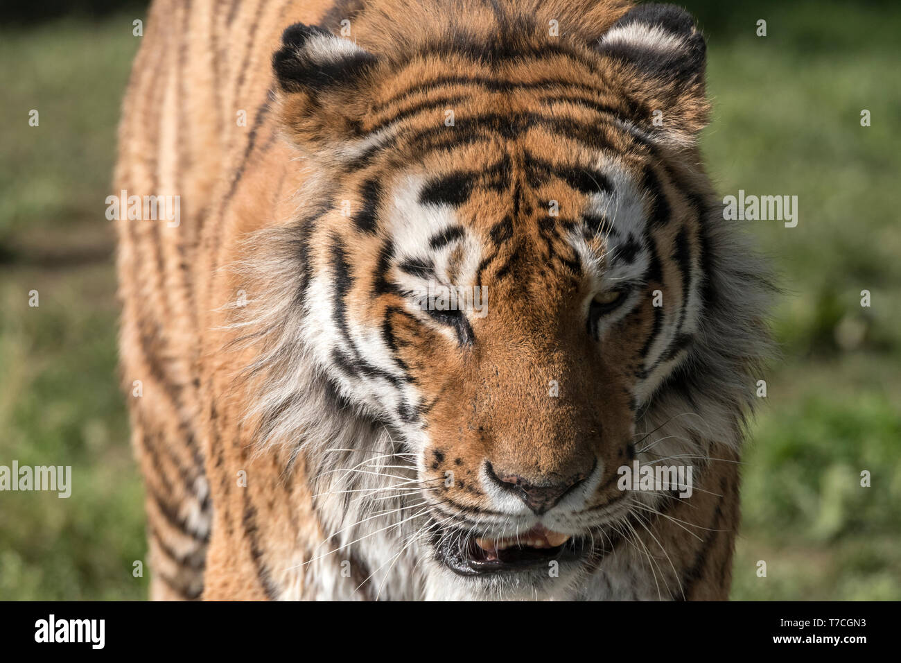 tiger resting in a zoo in italy Stock Photo - Alamy