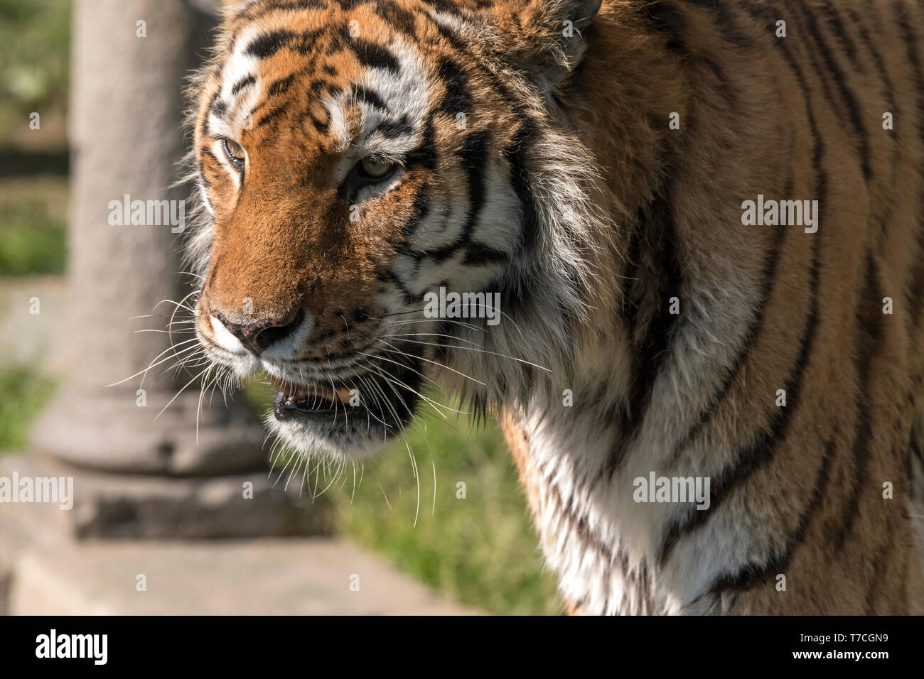 tiger resting in a zoo in italy Stock Photo - Alamy