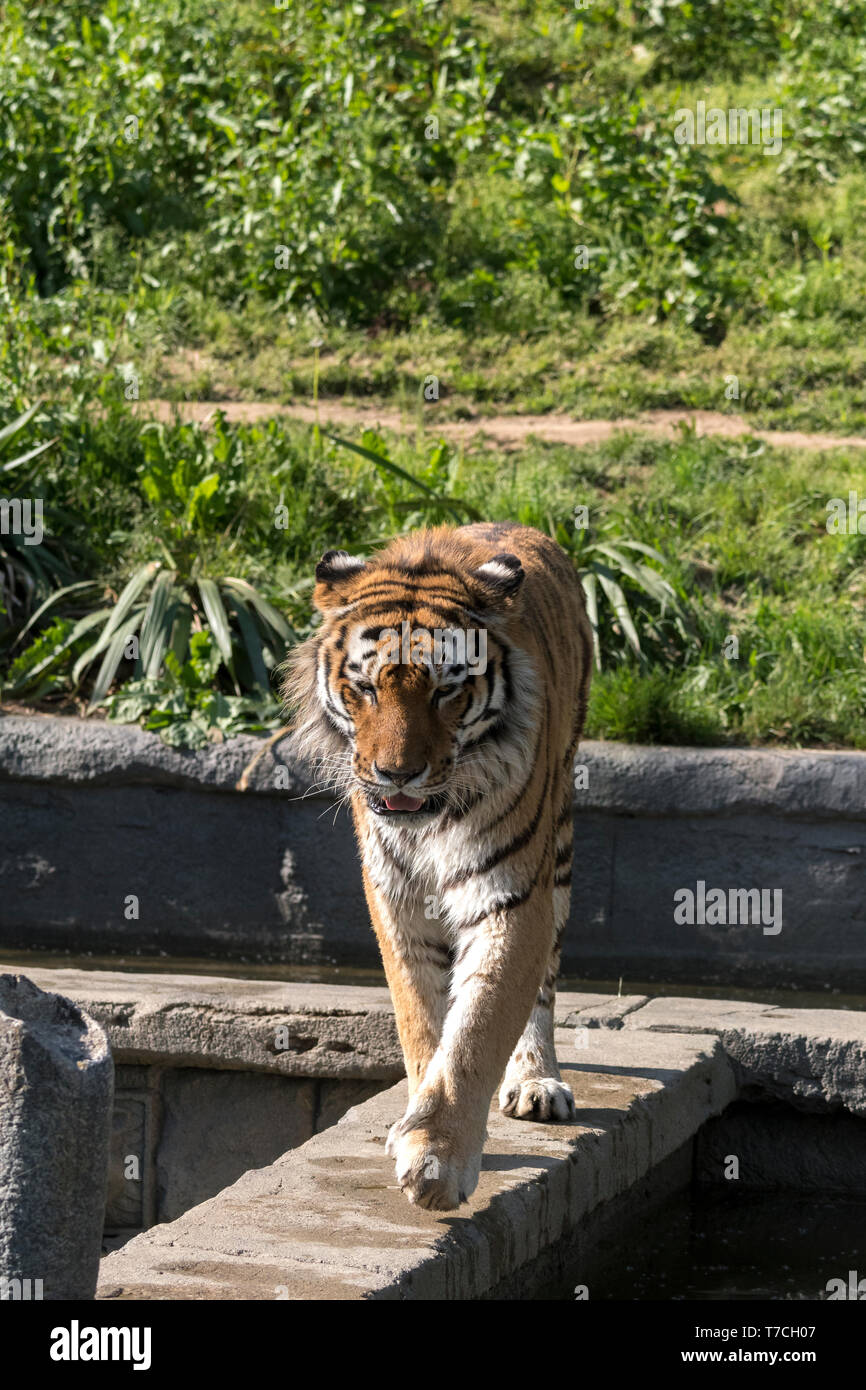 tiger resting in a zoo in italy Stock Photo - Alamy