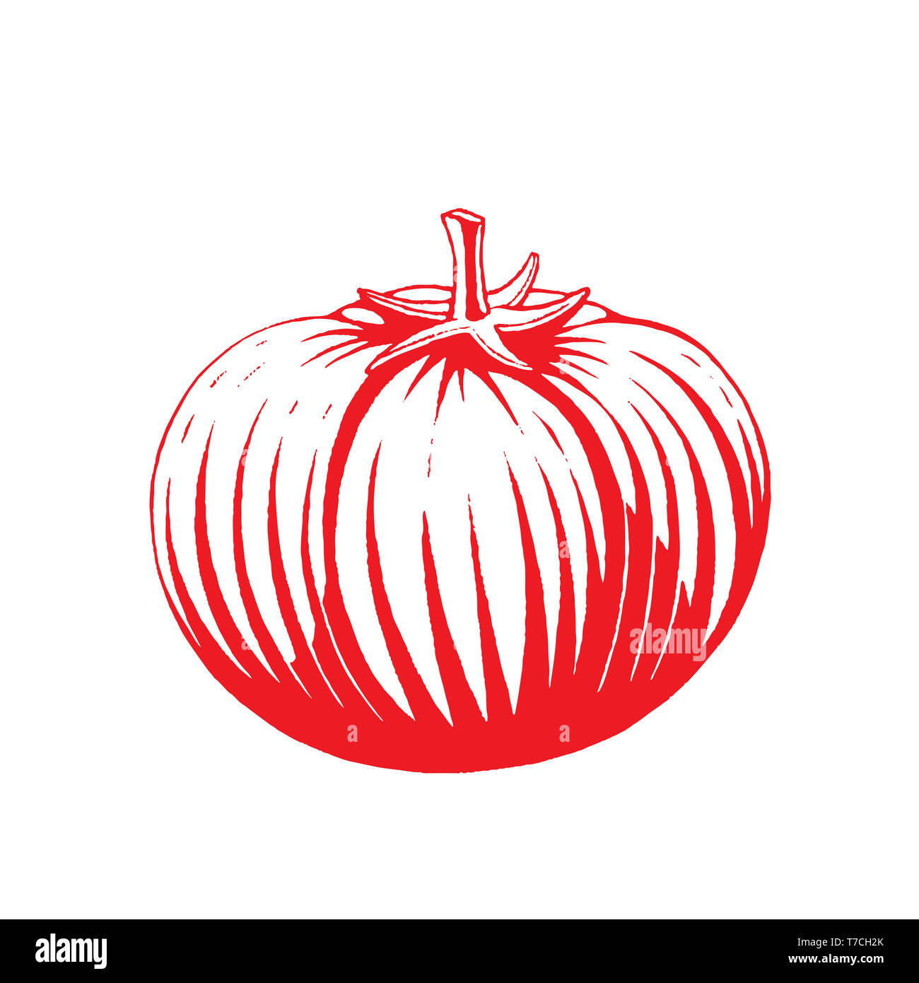Illustration of Red Vectorized Ink Sketch of Tomato isolated on a White ...