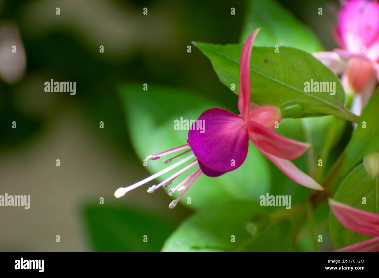 Hummingbird fuchsia hi-res stock photography and images - Alamy