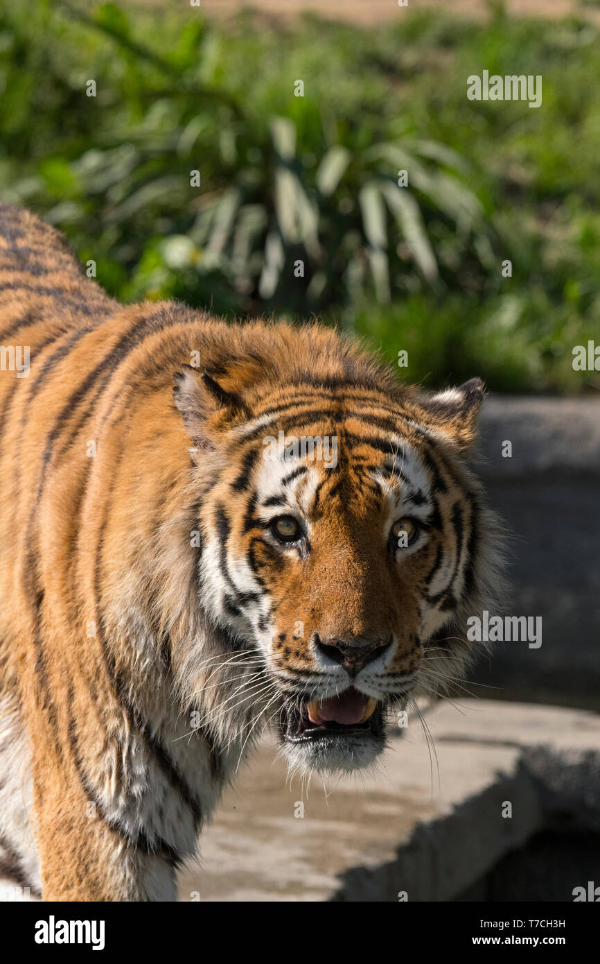 tiger resting in a zoo in italy Stock Photo - Alamy