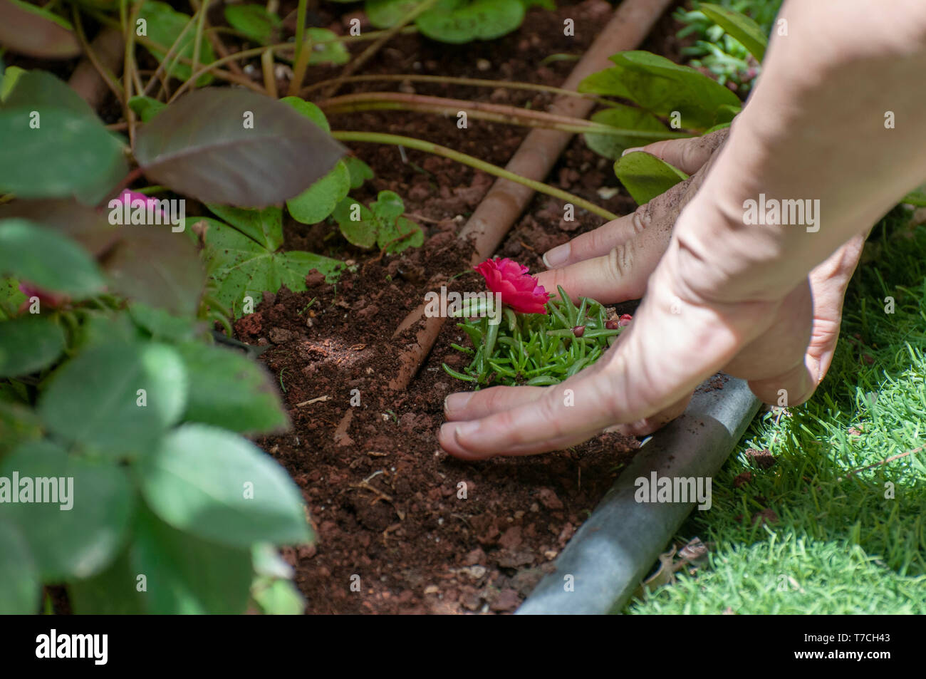 woman planting in her garden only her hands are visible in this image ...